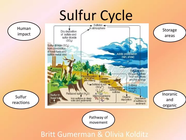 PPT - Sulfur Cycle PowerPoint Presentation, free download - ID:2501965