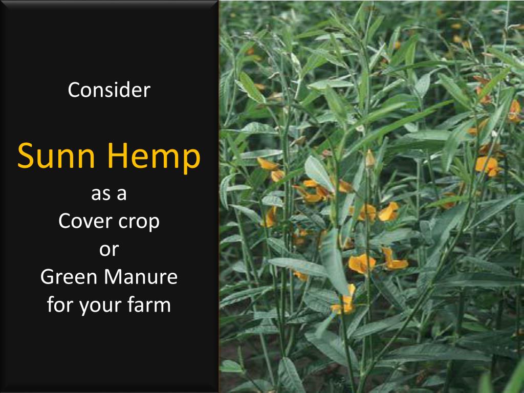 PPT - Benefits of Sunn Hemp Prevents soil erosion Adds nitrogen to the ...