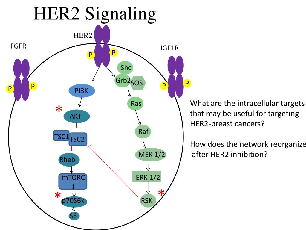 PPT - Student Research Interest HER2 Receptor Signaling in Breast ...