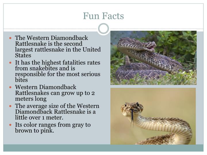 PPT - The Western Diamondback Rattlesnake PowerPoint Presentation - ID ...