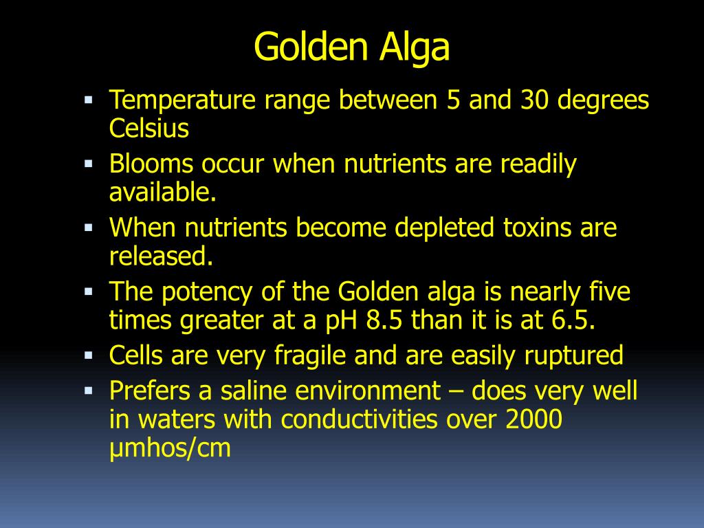 PPT - Golden Alga ( Prymnesium parvum ) Salt River Lakes PowerPoint ...