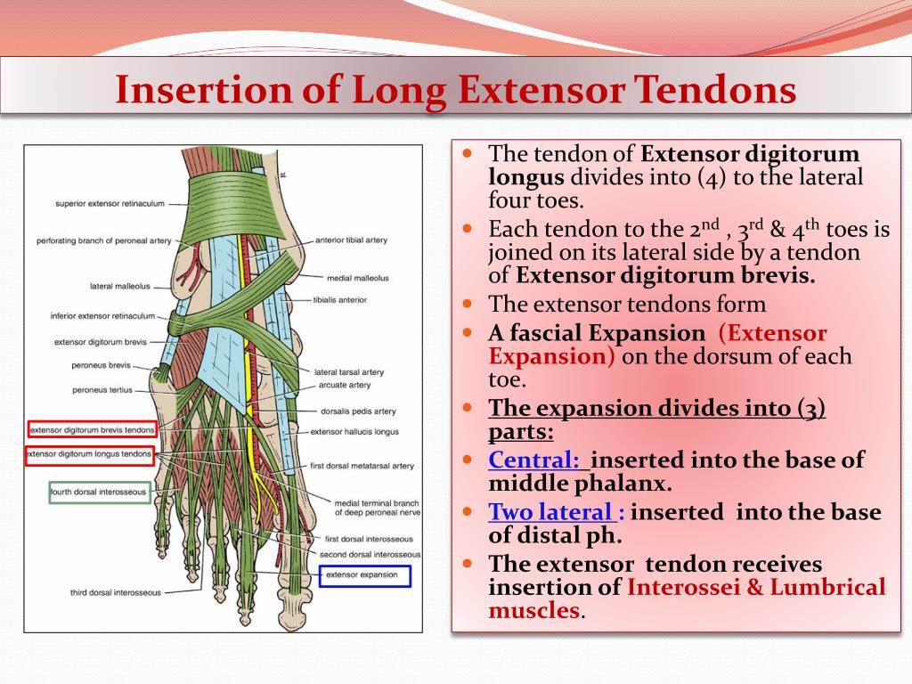 Ppt Anterior Lateral Compartments Of The Leg And Dorsum Of The Foot