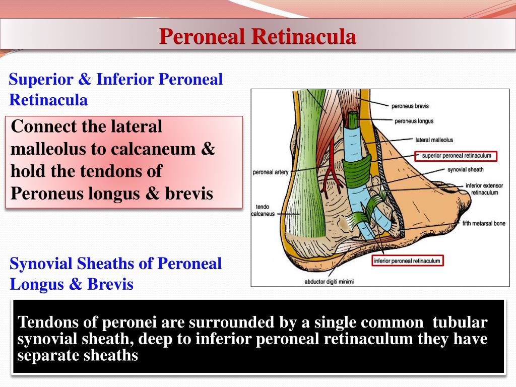 PPT - Anterior, Lateral Compartments of the Leg & Dorsum of the Foot ...