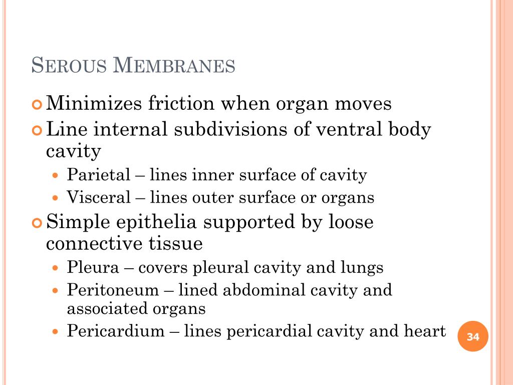 PPT - Histology PowerPoint Presentation, free download - ID:2503693