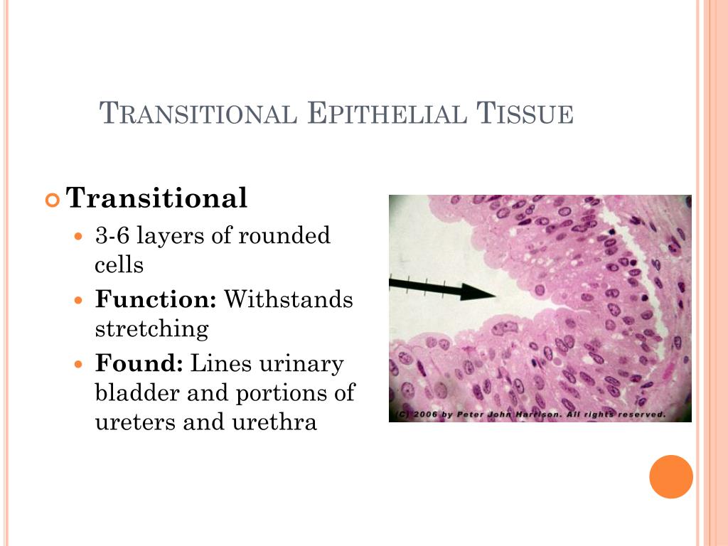 PPT - Histology PowerPoint Presentation, free download - ID:2503693