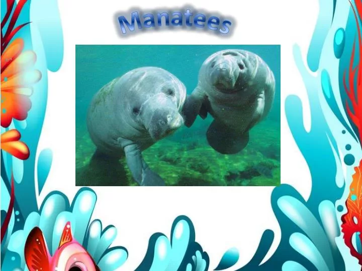 PPT - Manatees PowerPoint Presentation, free download - ID:2504008