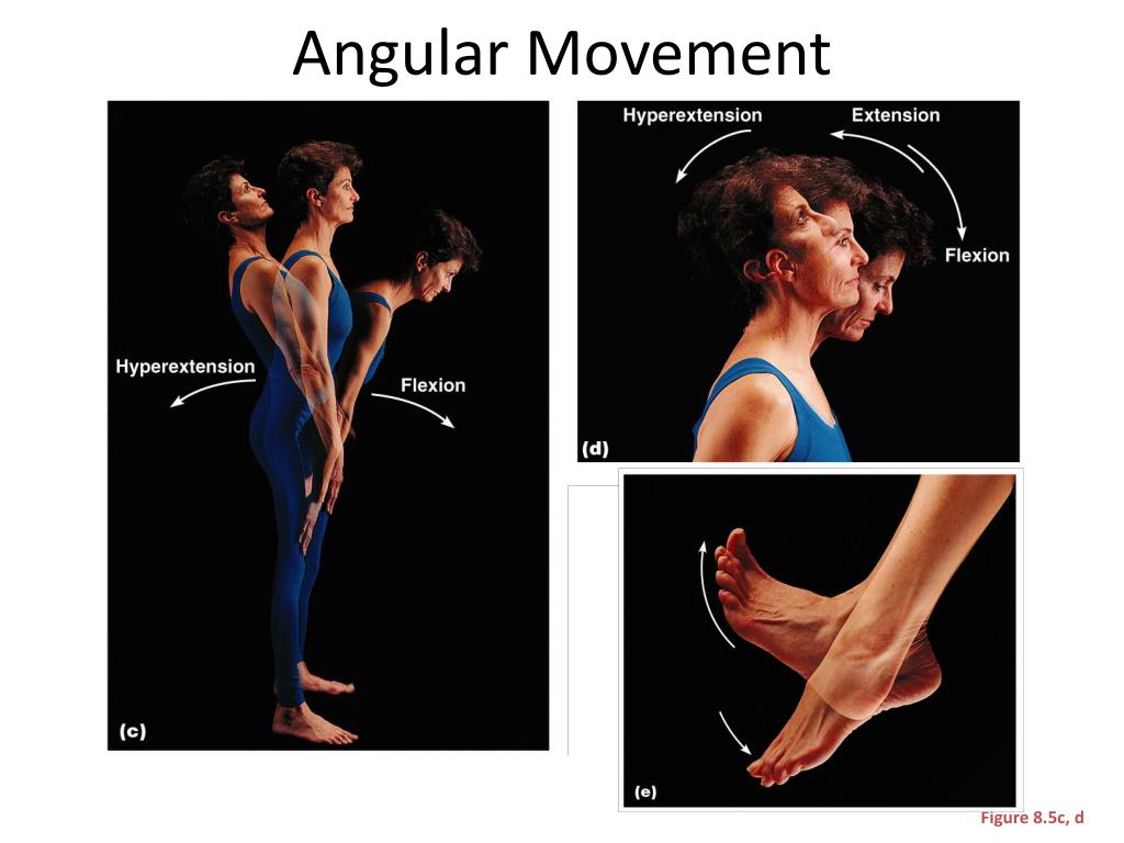 PPT - Synovial Joint Movements PowerPoint Presentation, free download ... PPT - Synovial Joint Movements PowerPoint Presentation, free download ...