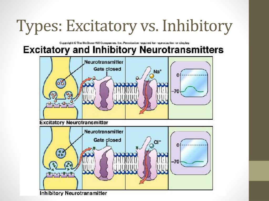 Excitatory Synapse Vs Inhibitory Excitatory Synapse Vs Inhibitory