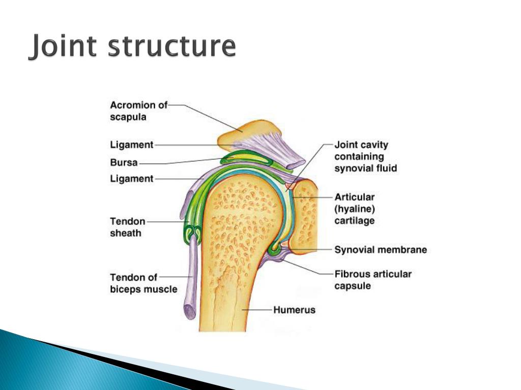 PPT - Structure of Synovial Joints PowerPoint Presentation, free ... PPT - Structure of Synovial Joints PowerPoint Presentation, free ...