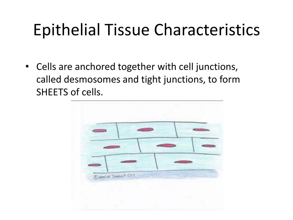 Ppt Epithelial Tissue Powerpoint Presentation Free Download Id 2505733