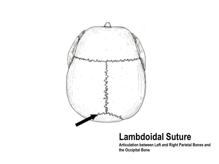 PPT - Squamosal Suture Articulation between Temporal and Parietal Bones ...