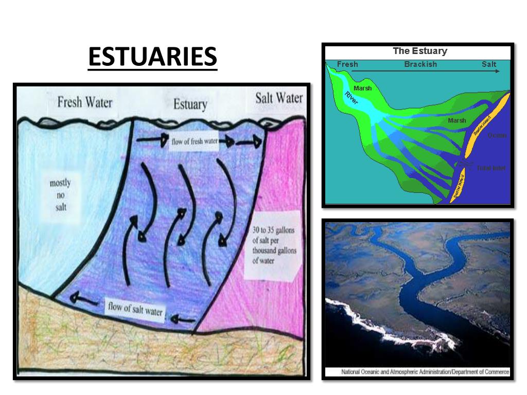 PPT - ESTUARIES, MANGROVE SWAMPS & SALT MARSHES PowerPoint Presentation ...