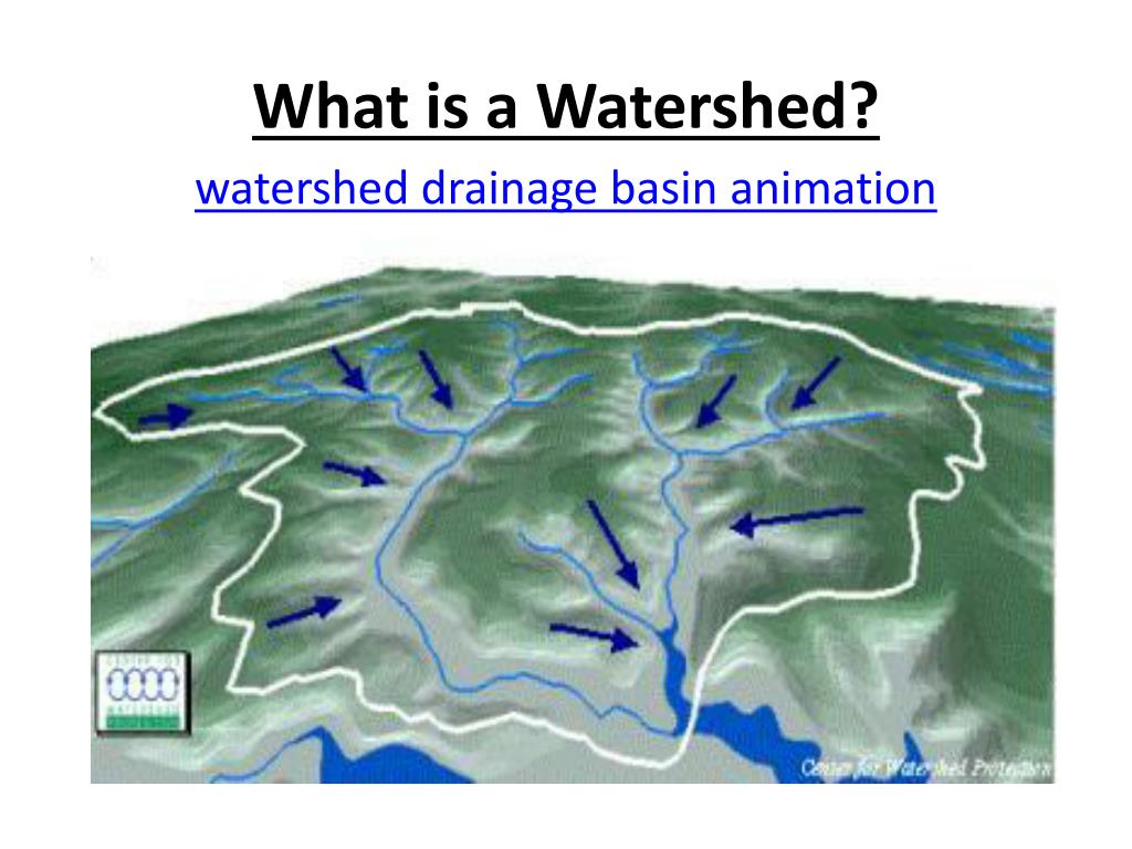 PPT - ESTUARIES, MANGROVE SWAMPS & SALT MARSHES PowerPoint Presentation ...