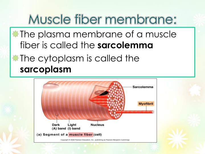 PPT - Muscle Physiology PowerPoint Presentation - ID:2506812