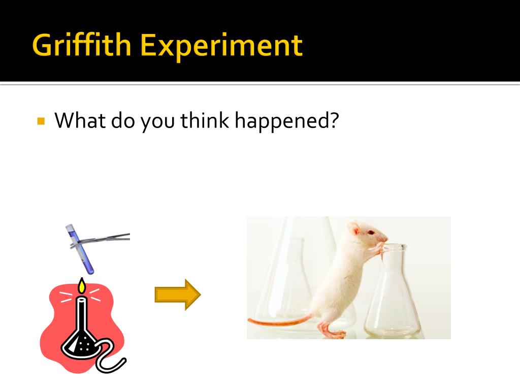 PPT - Discoveries Surrounding the Chemical Nature of the Gene ...