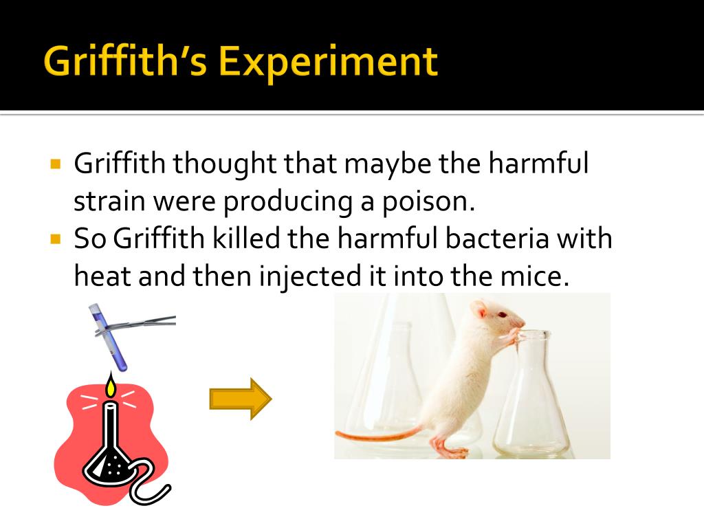 PPT - Discoveries Surrounding the Chemical Nature of the Gene ...