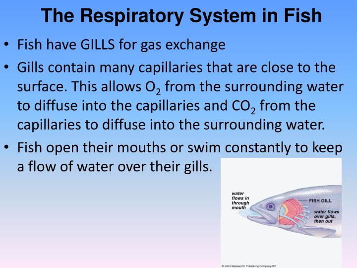 PPT - What is the function of the organ shown below? PowerPoint ...