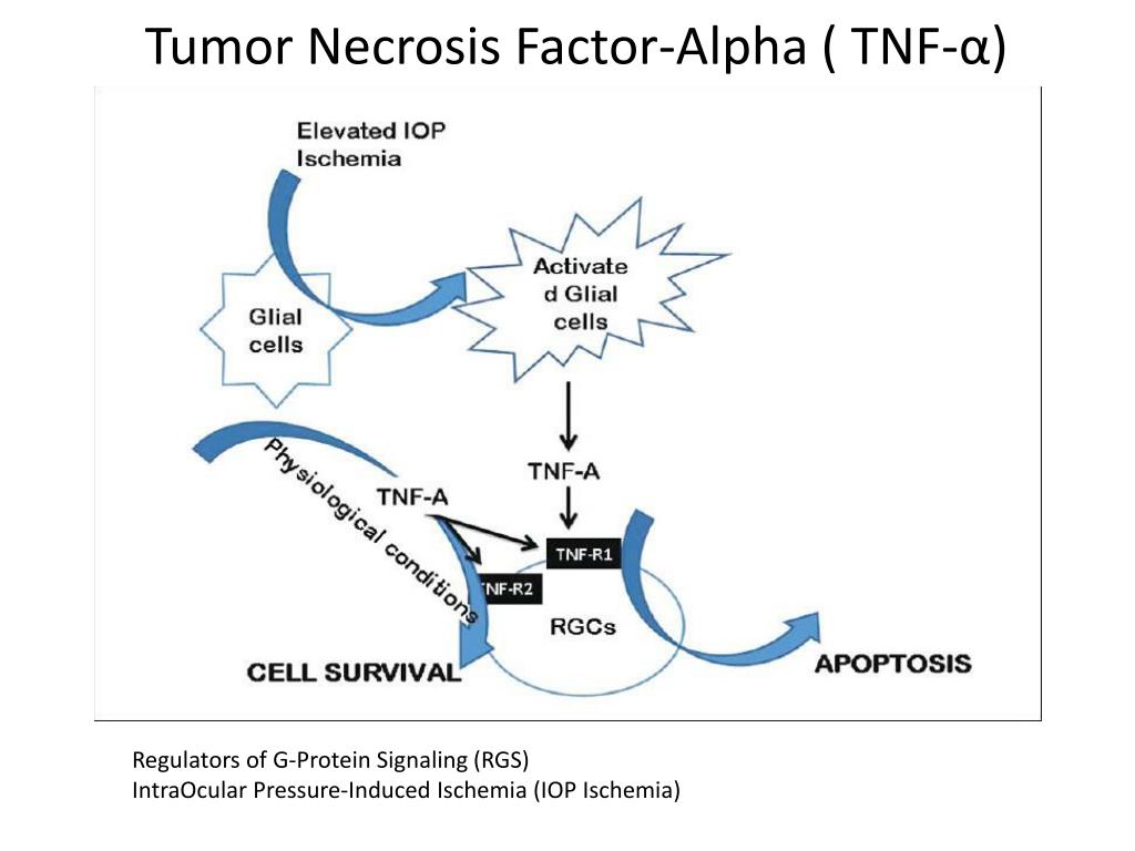 PPT - Cancer Immunoediting Integrating Immunity ’ s Roles in Cancer ...