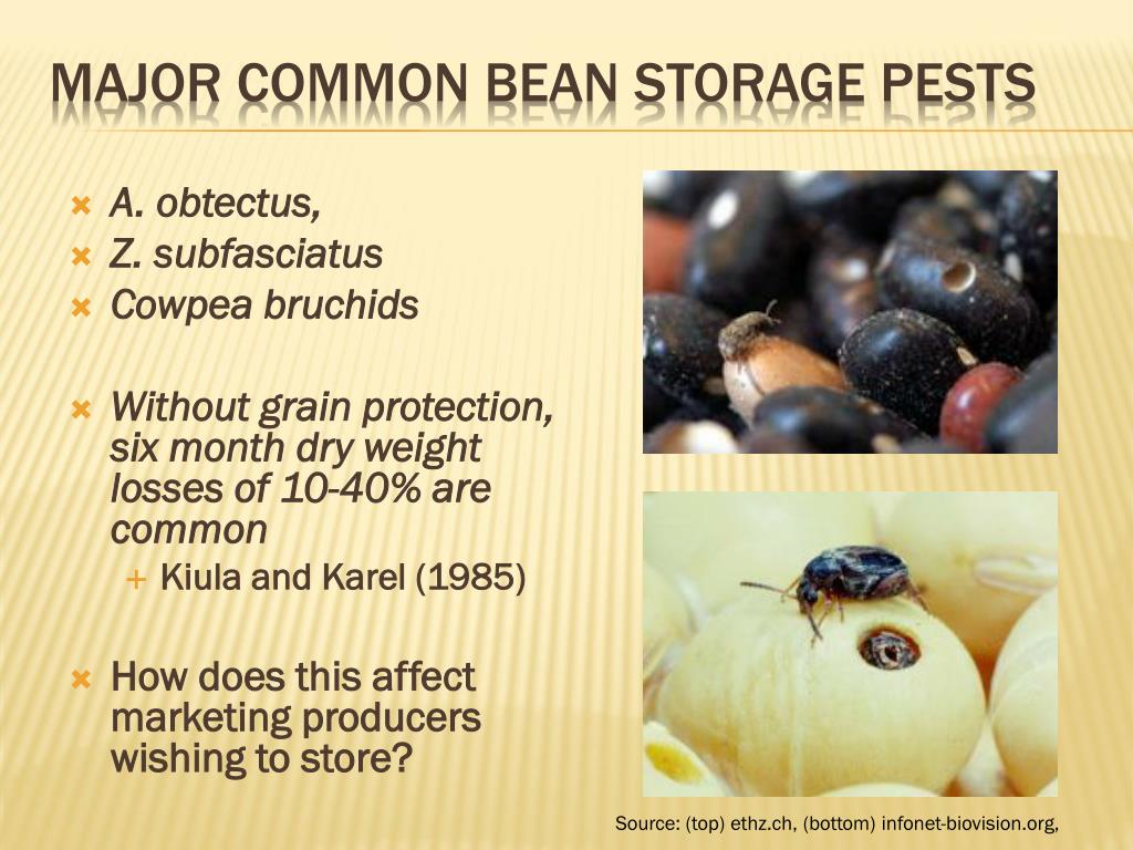 PPT - Profitability of purdue improved crop storage (PICS) bags for ...