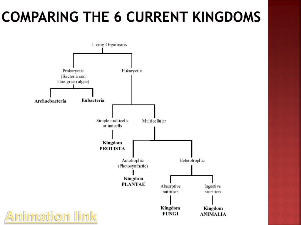 PPT - Science HS STAAR Review for biology PowerPoint Presentation, free ...