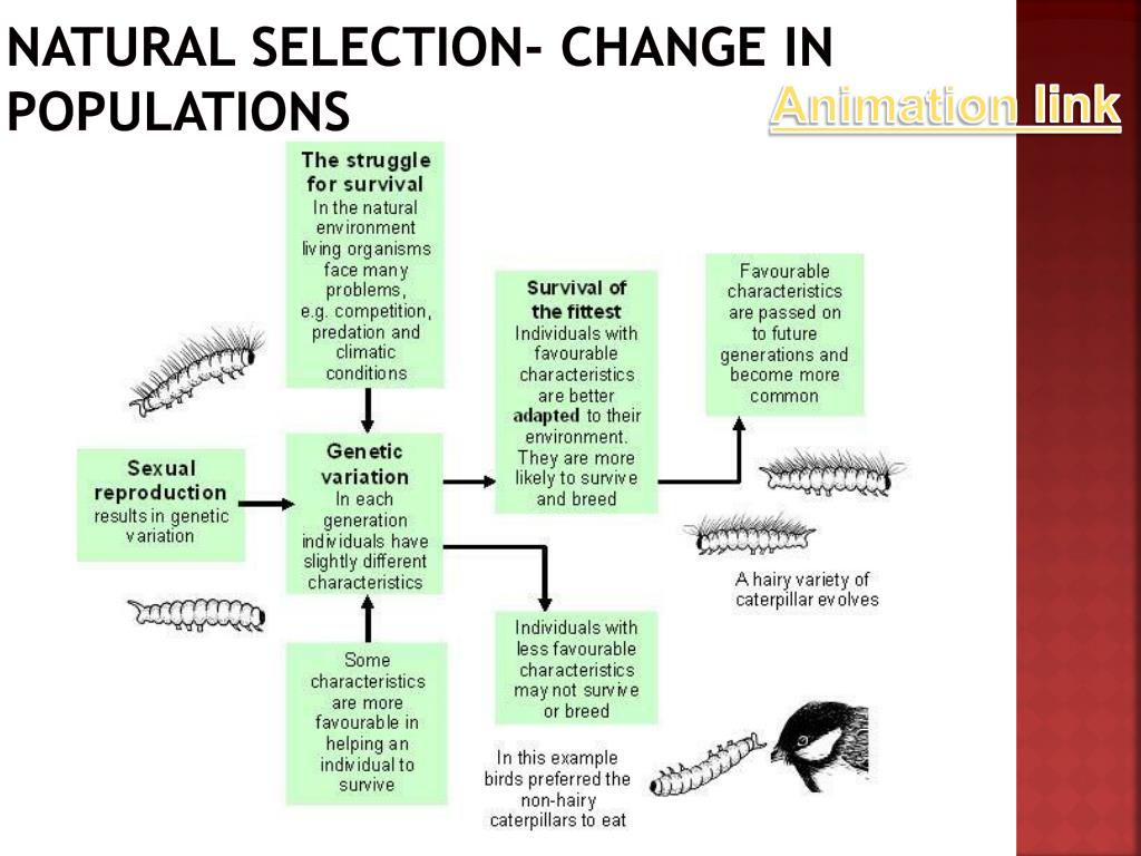 PPT - Science HS STAAR Review for biology PowerPoint Presentation, free ...