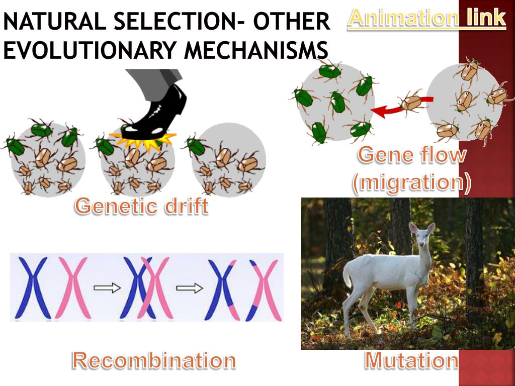 PPT - Science HS STAAR Review for biology PowerPoint Presentation, free ...