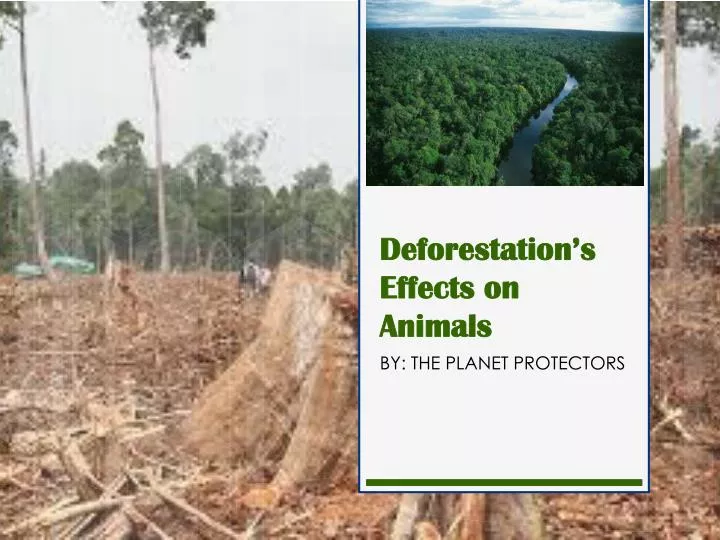 PPT - Deforestation’s Effects on Animals PowerPoint Presentation, free ...