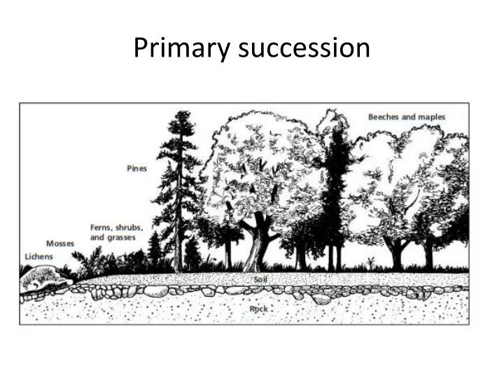 PPT - Primary succession PowerPoint Presentation, free download - ID ...