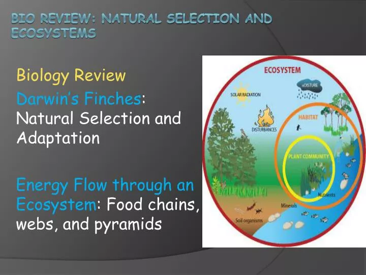 PPT - Bio review: Natural Selection and Ecosystems PowerPoint ...
