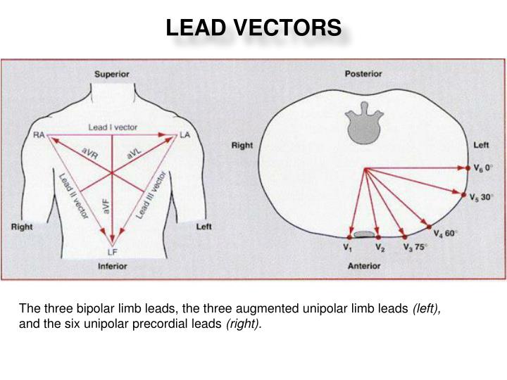 PPT - Electrocardiogram ECG PowerPoint Presentation - ID:2511256