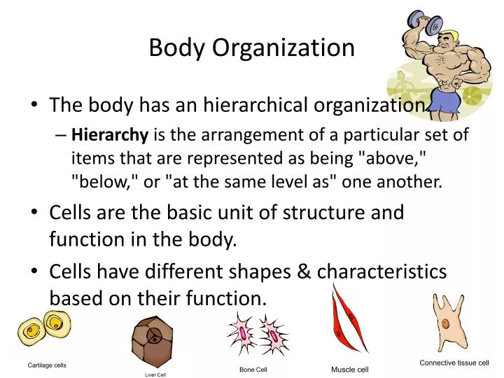 PPT - Body Organization PowerPoint Presentation, free download - ID:2511271