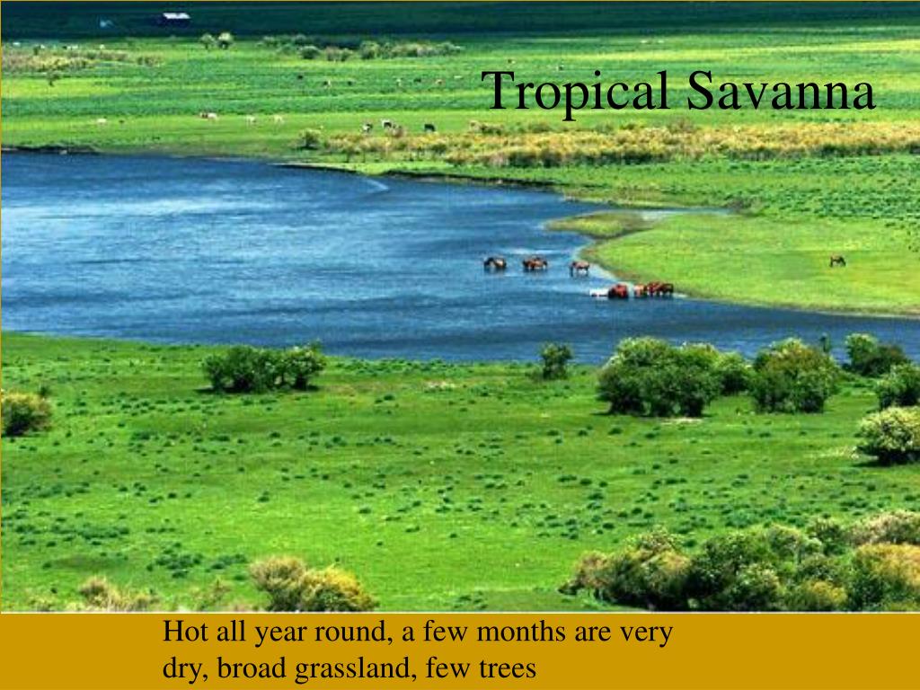 PPT - Tropical Climates Tropical Savanna Tropical Rainforest PowerPoint ...