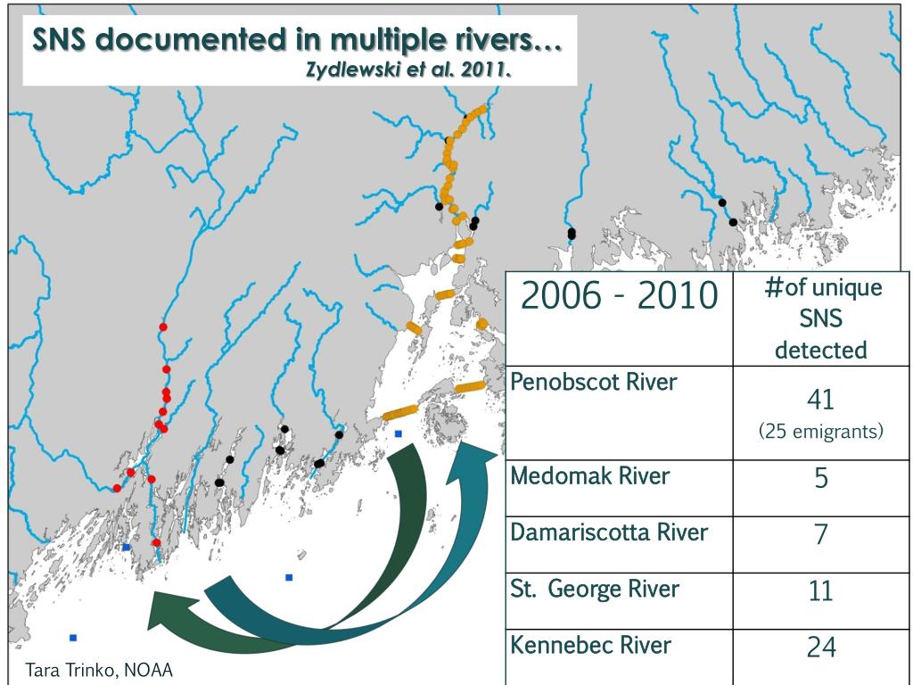 PPT - The Presence and Distribution of Sturgeon in the Damariscotta ...