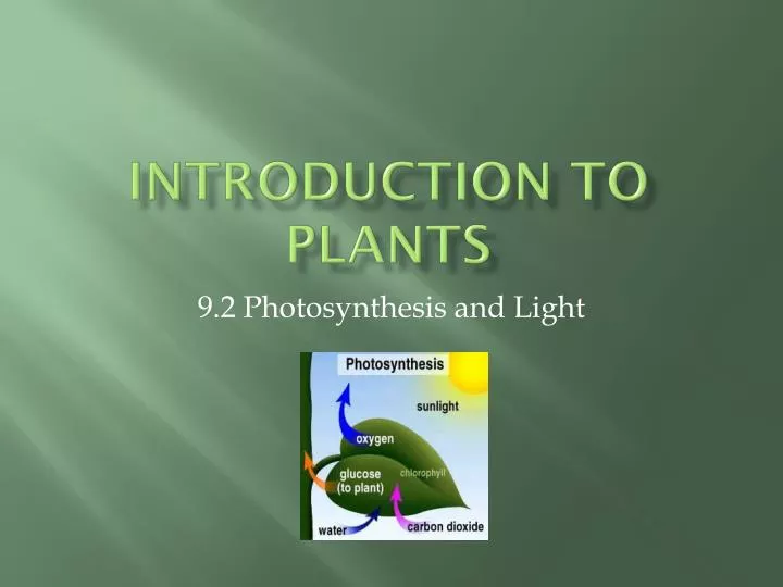 PPT - Introduction to Plants PowerPoint Presentation, free download ...