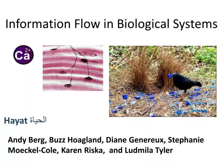 PPT - Information Flow in Biological Systems PowerPoint Presentation ...