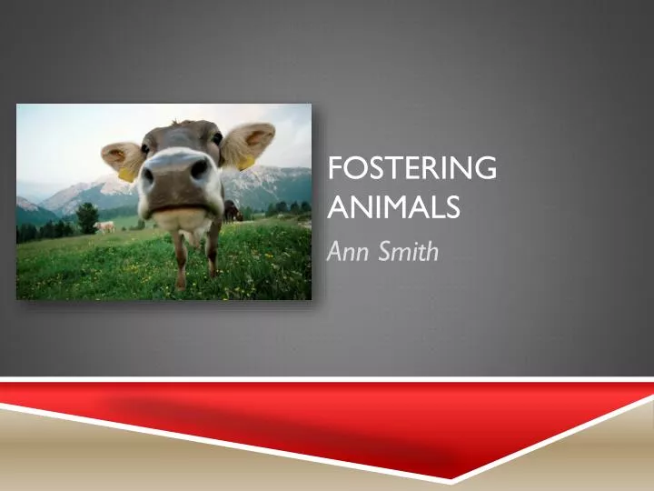 PPT - Fostering Animals PowerPoint Presentation, free download - ID:2514395