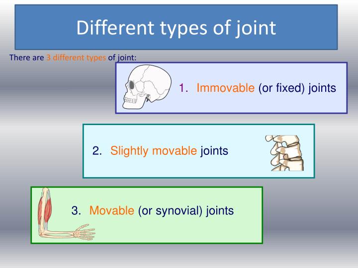 PPT - Joints and their classifications PowerPoint Presentation - ID:2514683