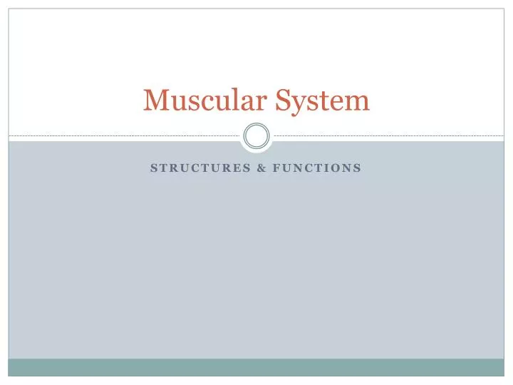 PPT - Muscular System PowerPoint Presentation, free download - ID:2515149