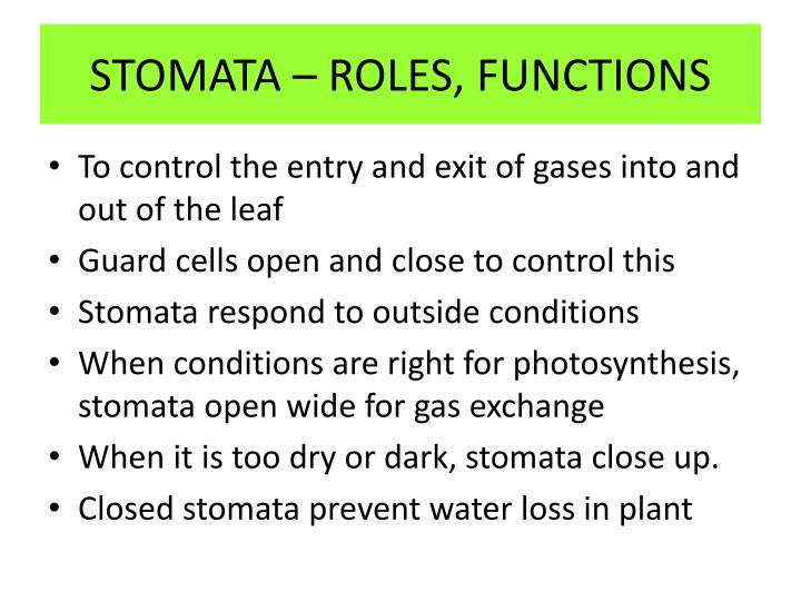 PPT - STOMATA ON LEAVES PowerPoint Presentation - ID:2515844