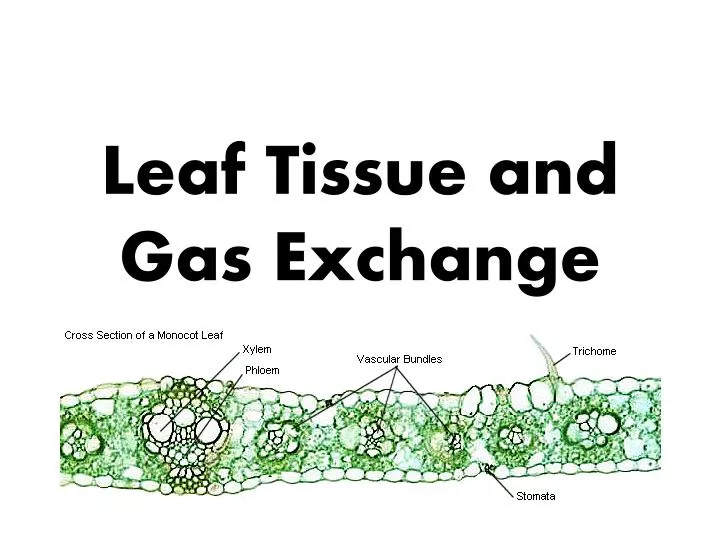 PPT - Leaf Tissue and Gas Exchange PowerPoint Presentation, free ...