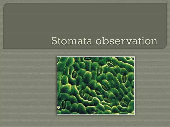 PPT - Stomata observation PowerPoint Presentation, free download - ID ...