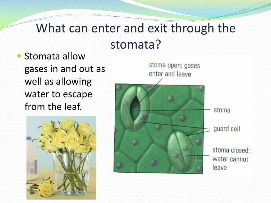 PPT - National 4/5 Biology PowerPoint Presentation, free download - ID ...