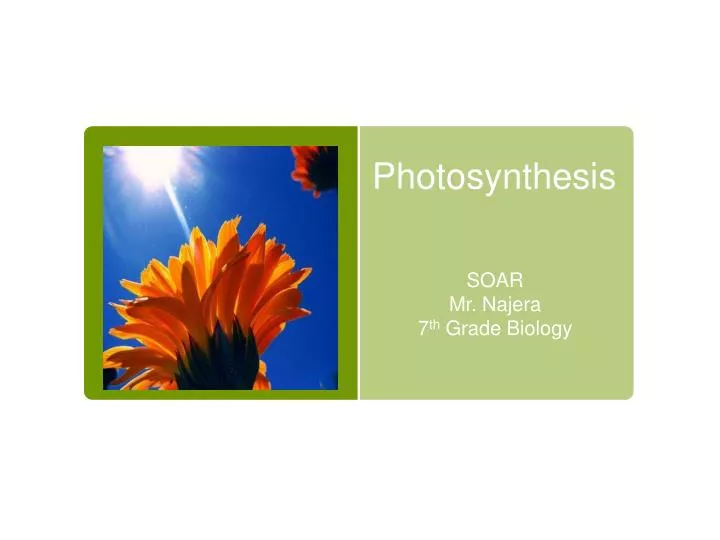 PPT - Photosynthesis PowerPoint Presentation, free download - ID:2516484