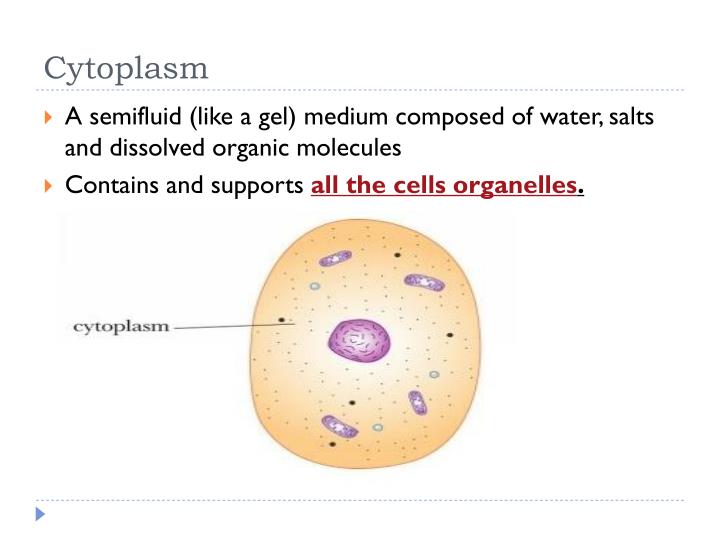 PPT - Cell Biology: Cell Structure and Function PowerPoint Presentation ...