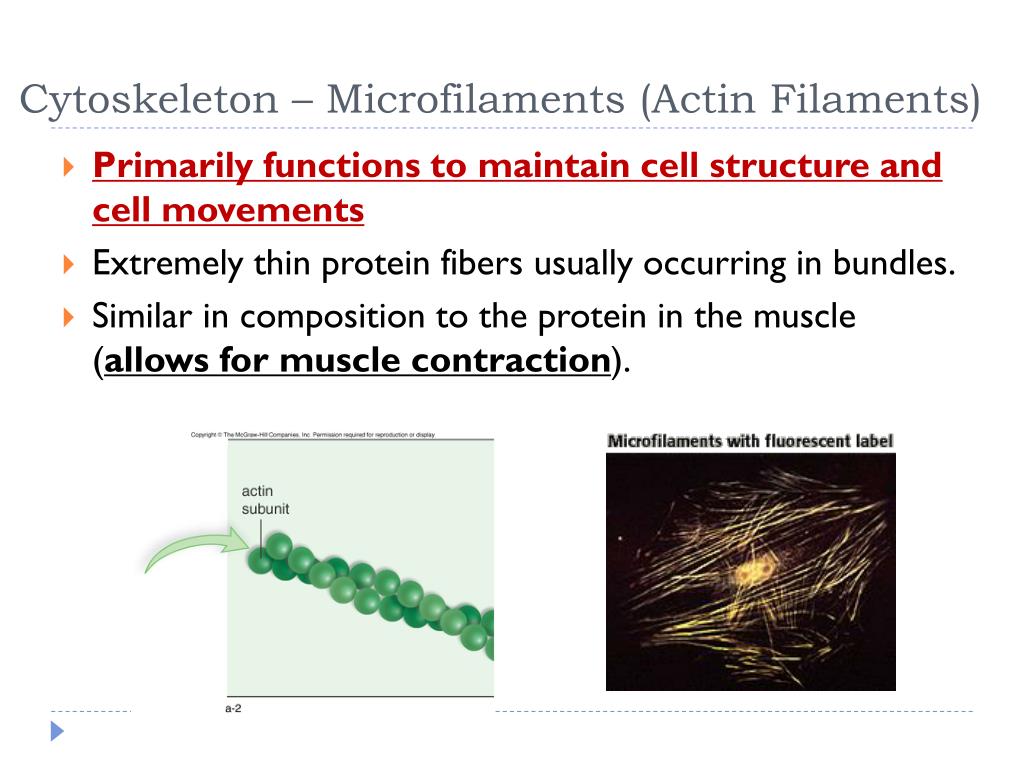 PPT - Cell Biology: Cell Structure and Function PowerPoint Presentation ... PPT - Cell Biology: Cell Structure and Function PowerPoint Presentation ...