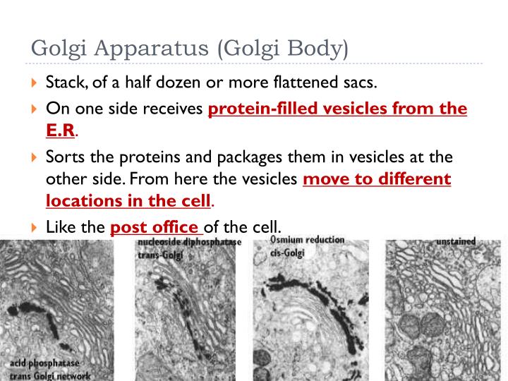 PPT - Cell Biology: Cell Structure and Function PowerPoint Presentation ...