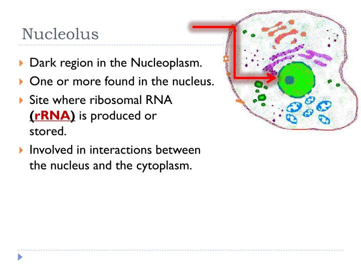 PPT - Cell Biology: Cell Structure and Function PowerPoint Presentation ...