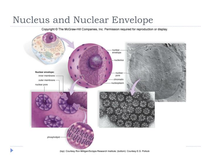 PPT - Cell Biology: Cell Structure and Function PowerPoint Presentation ...
