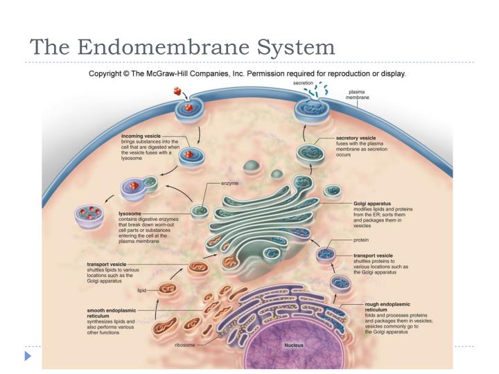 PPT - Cell Biology: Cell Structure and Function PowerPoint Presentation ...