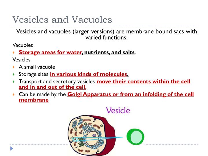 PPT - Cell Biology: Cell Structure and Function PowerPoint Presentation ...